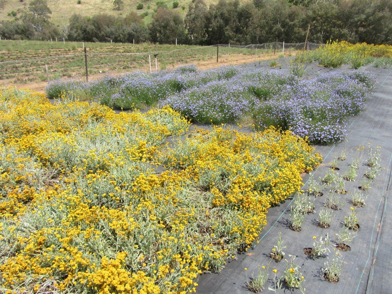 Event Highlight: Visit to Flora Victoria - Encouraging Women in ...